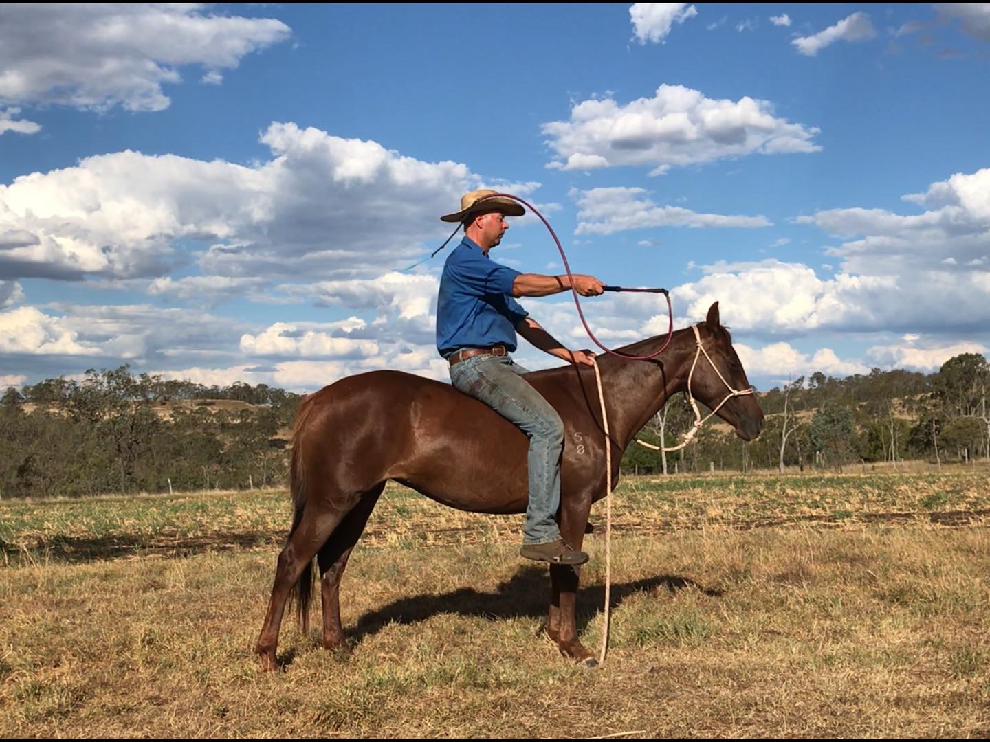 Performance Horses – Castle Bulls & Horses